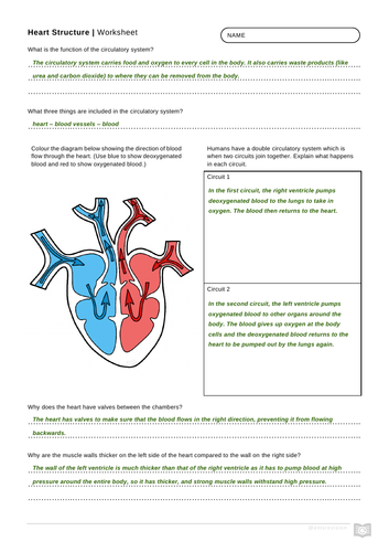 GCSE Biology | The Heart | Teaching Resources