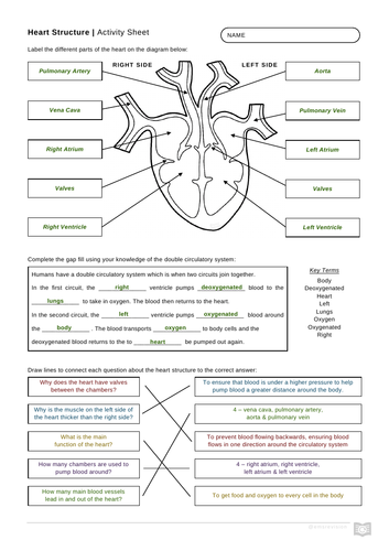 GCSE Biology | The Heart | Teaching Resources