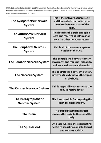 BioPsych - The nervous system - cut and stick activity | Teaching Resources