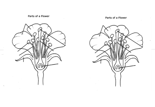 KS3 Science - Reproduction, pregnancy, plant structure & seed dispersal ...