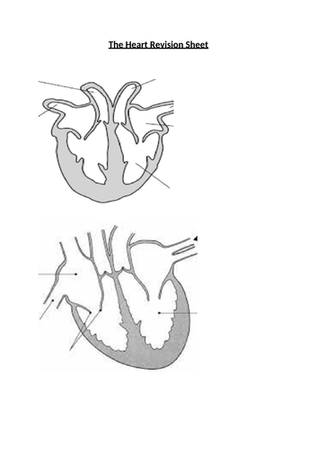 The Heart - revision | Teaching Resources