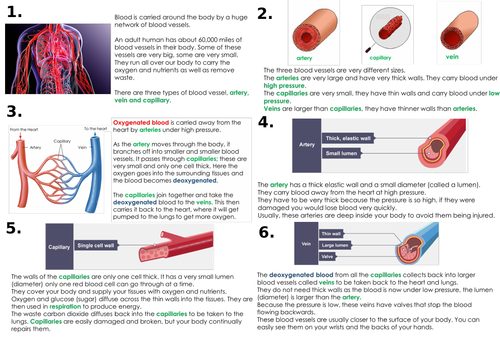 KS3 - Science - Digestive, nervous, circulatory, skeletal and muscular ...