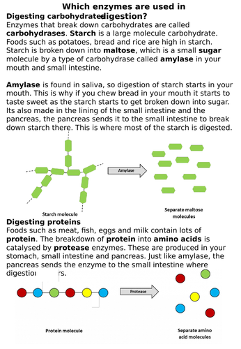 KS3 - Science - Digestive, nervous, circulatory, skeletal and muscular ...