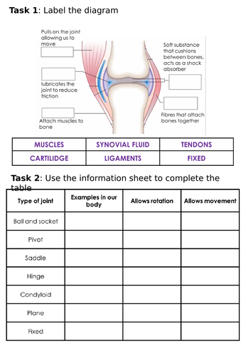 KS3 - Science - Digestive, nervous, circulatory, skeletal and muscular ...
