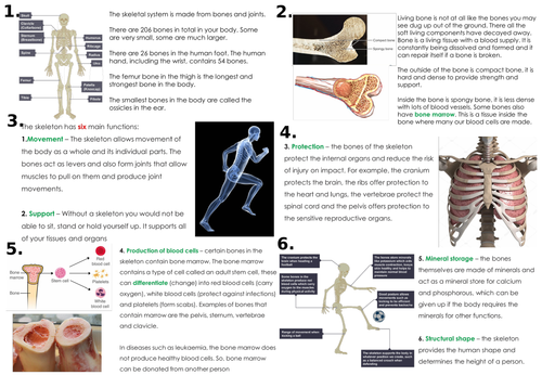 KS3 - Science - Digestive, nervous, circulatory, skeletal and muscular ...