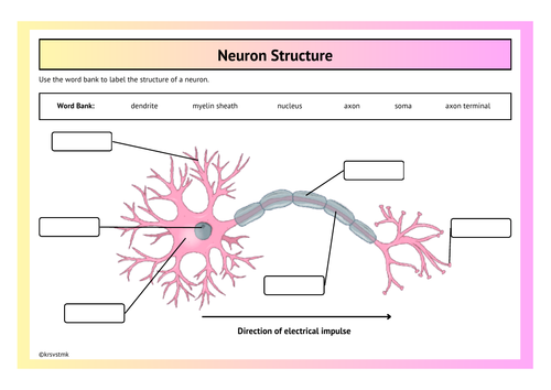 Neuron Structure + Answers | Teaching Resources
