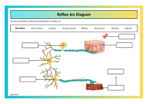 Neuron Structure + Reflex Arc Diagram | Teaching Resources