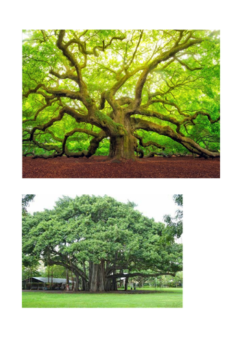 Talk for Writing - The Garden - Year 3 | Teaching Resources