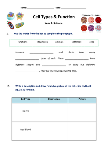 Animal & Plant Cells Types & Function Year 7-8 | Teaching Resources