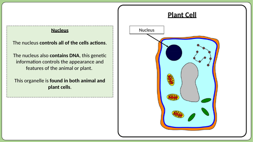 KS3 Science: Plant & Animal Cells Lesson & Activities | Teaching Resources