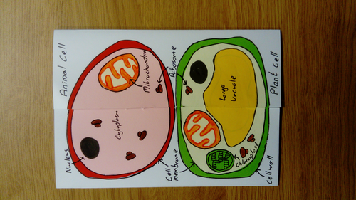 KS3 Science: Plant & Animal Cells Lesson & Activities | Teaching Resources
