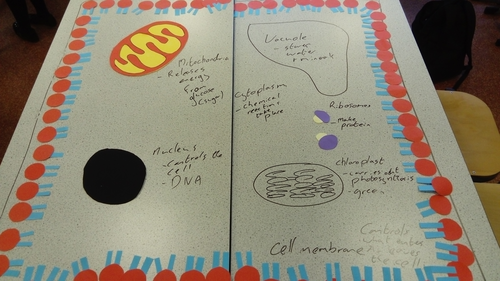 KS3 Science: Plant & Animal Cells Lesson & Activities | Teaching Resources