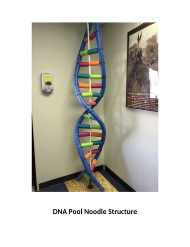 DNA Pool Noodle Statue Middle & High School Science | Teaching Resources