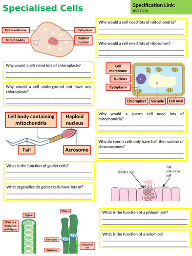 KS3 Science: Specialised Cells Lesson & Activities | Teaching Resources