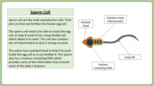 KS3 Science: Specialised Cells Lesson & Activities | Teaching Resources