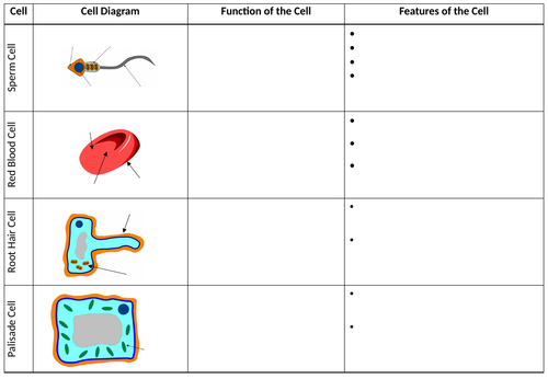 KS3 Science: Specialised Cells Lesson & Activities | Teaching Resources