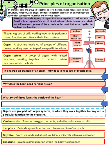 KS3 Science: Cells to Organ System Lesson & Activities | Teaching Resources
