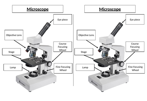 KS3 Science: Using Microscopes Lesson & Activities | Teaching Resources