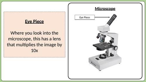 KS3 Science: Using Microscopes Lesson & Activities | Teaching Resources