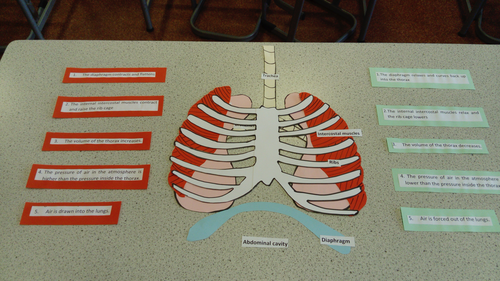 KS3 Science: Gas Movement in the Lungs Lesson & Activities | Teaching ...