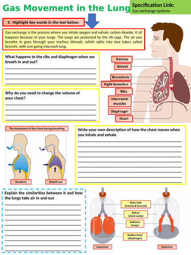 KS3 Science: Gas Movement in the Lungs Lesson & Activities | Teaching ...