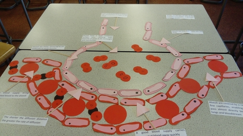 KS3 Science: Gas Exchange in the Lungs Lesson & Activities | Teaching ...