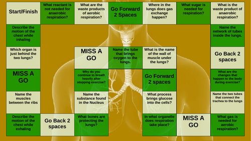 KS3 Science: Gas Exchange in the Lungs Lesson & Activities | Teaching ...