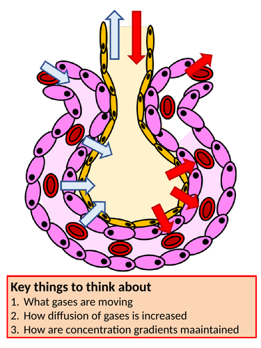 KS3 Science: Gas Exchange in the Lungs Lesson & Activities | Teaching ...