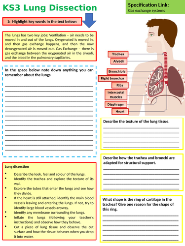 KS3 Science: The Structure of the Lungs Lesson & Activities | Teaching ...