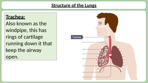 KS3 Science: The Structure of the Lungs Lesson & Activities | Teaching ...