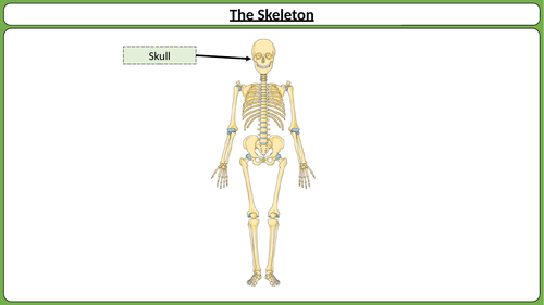 KS3 Science: Skeletal System Lesson & Activities | Teaching Resources