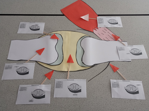 KS3 Science: Joints Lesson & Activities | Teaching Resources