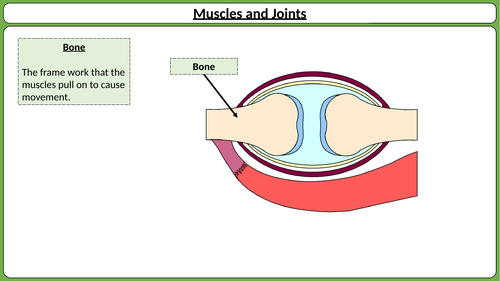 KS3 Science: Joints Lesson & Activities | Teaching Resources