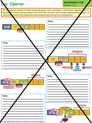 A Level Biology: Genetics of Living Systems Workbook | Teaching Resources
