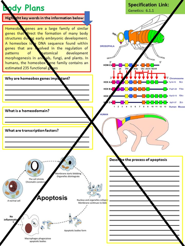 A Level Biology: Genetics of Living Systems Workbook | Teaching Resources
