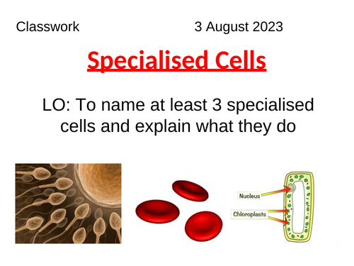 KS3 Science Cells - Specialised cells | Teaching Resources