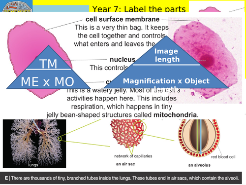 Edexcel CB1 SB1 Plant and Animal Cells Complete Lesson - GCSE Biology ...