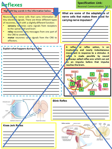 A Level Biology: The Nervous System Workbook | Teaching Resources