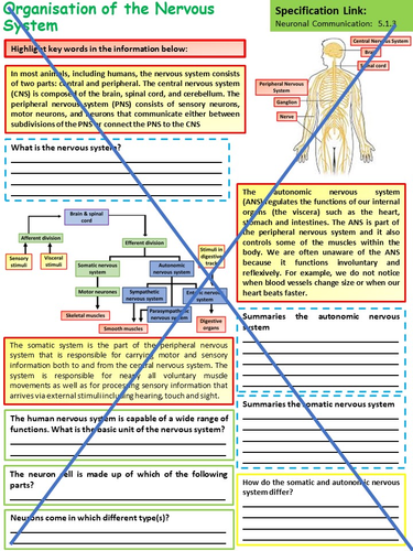 A Level Biology: The Nervous System Workbook | Teaching Resources