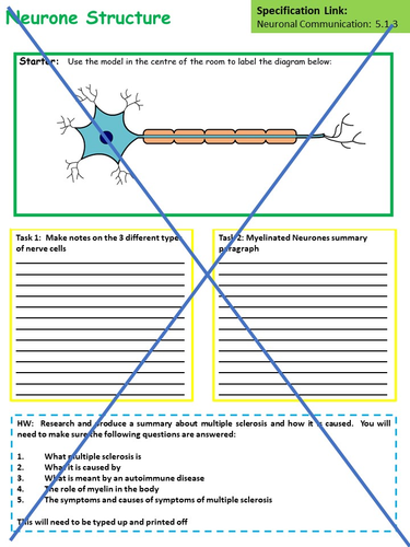 A Level Biology: The Nervous System Workbook | Teaching Resources