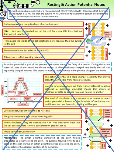 A Level Biology: The Nervous System Workbook | Teaching Resources