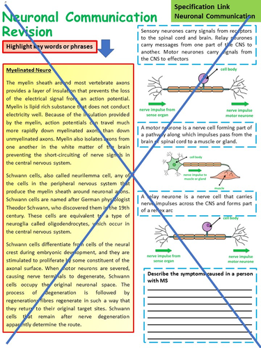 A Level Biology: The Nervous System Workbook | Teaching Resources
