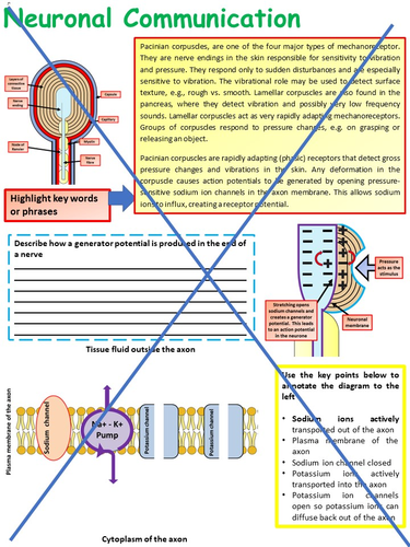 A Level Biology: The Nervous System Workbook | Teaching Resources