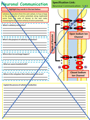 A Level Biology: The Nervous System Workbook | Teaching Resources