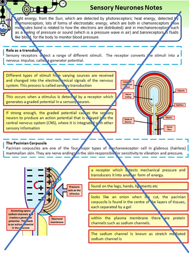 A Level Biology: The Nervous System Workbook | Teaching Resources
