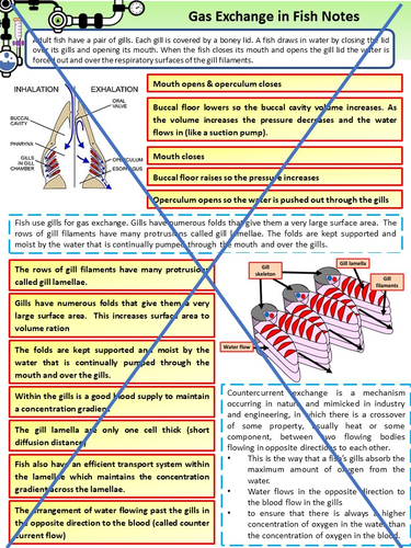 A Level Biology: Gas Exchange Systems Workbook | Teaching Resources