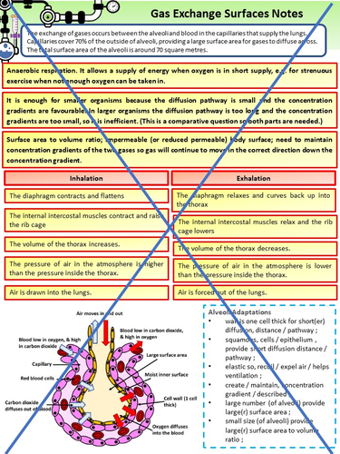 A Level Biology: Gas Exchange Systems Workbook | Teaching Resources