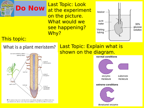 Edexcel CB2 SB2 Stem Cells Complete Lesson - GCSE Biology/ Combined Science | Teaching Resources
