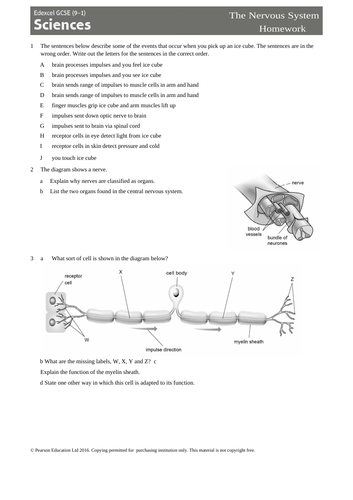Edexcel CB2 SB2 The Nervous System Complete 3 Lessons - GCSE Biology ...