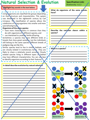 A Level Biology: Evolution & Classification Workbook | Teaching Resources